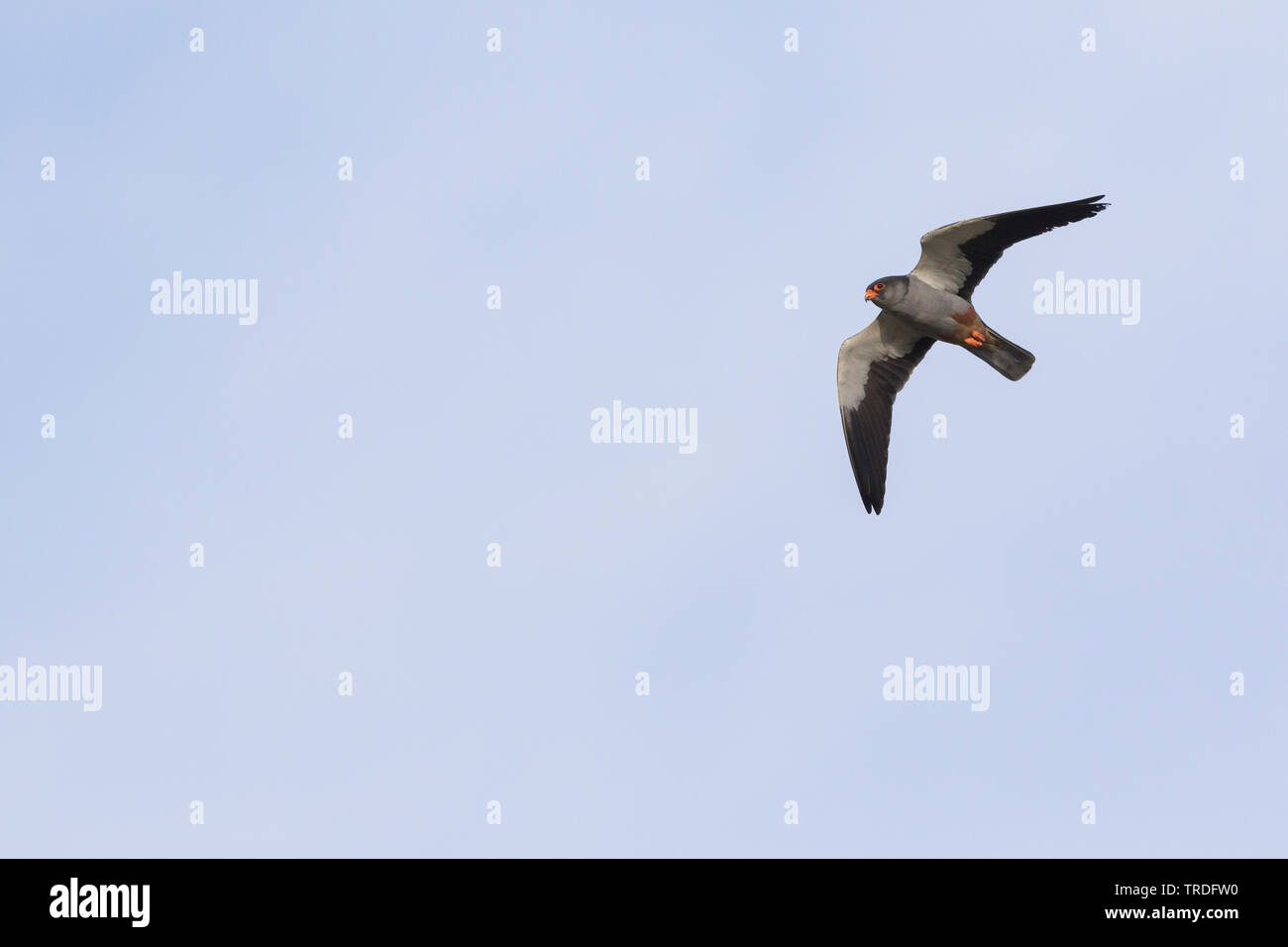 eastern red-footed krestel (Falco amurensis), male flying, Russia Stock ...