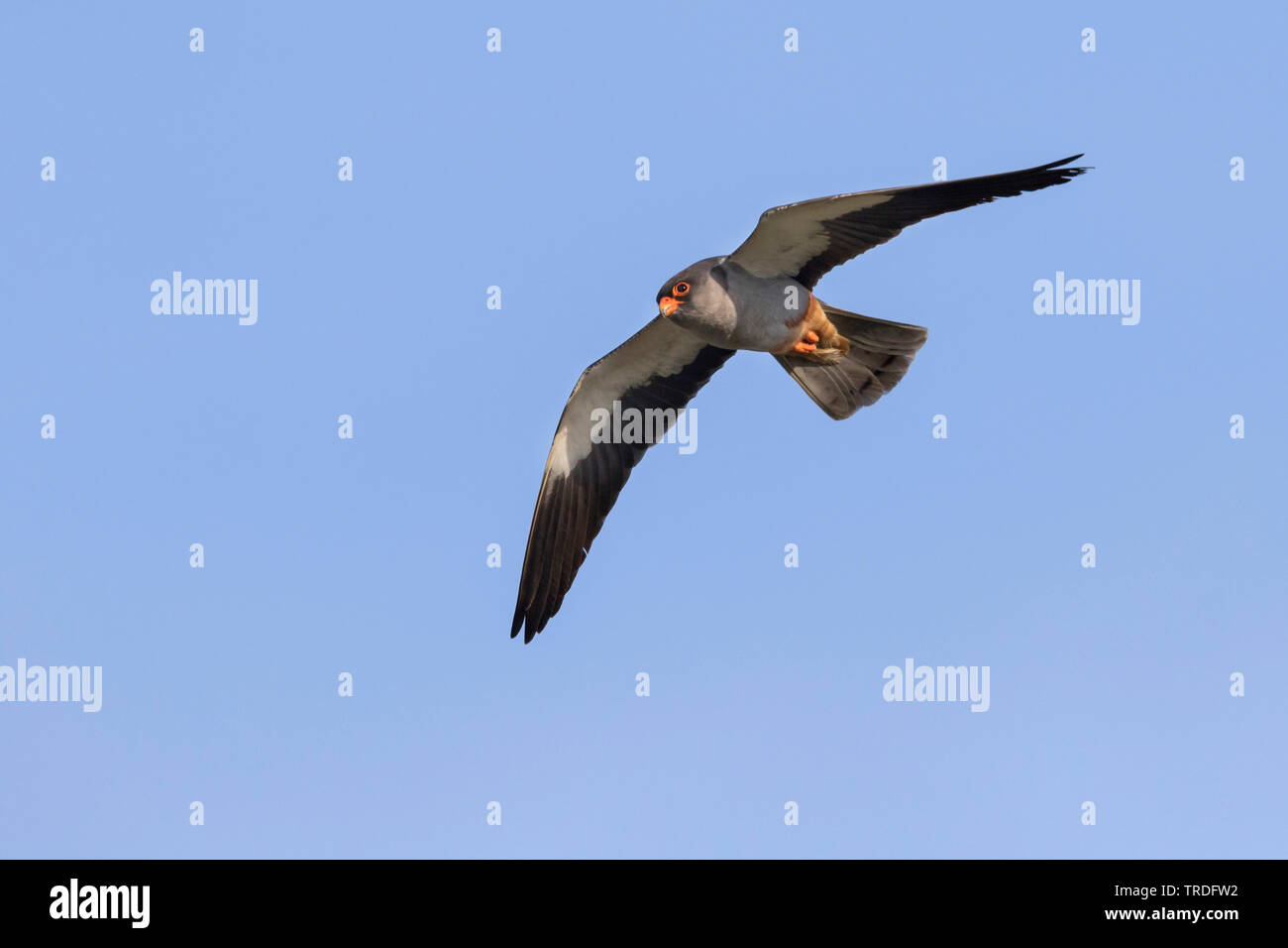 eastern red-footed krestel (Falco amurensis), male flying, Russia Stock ...
