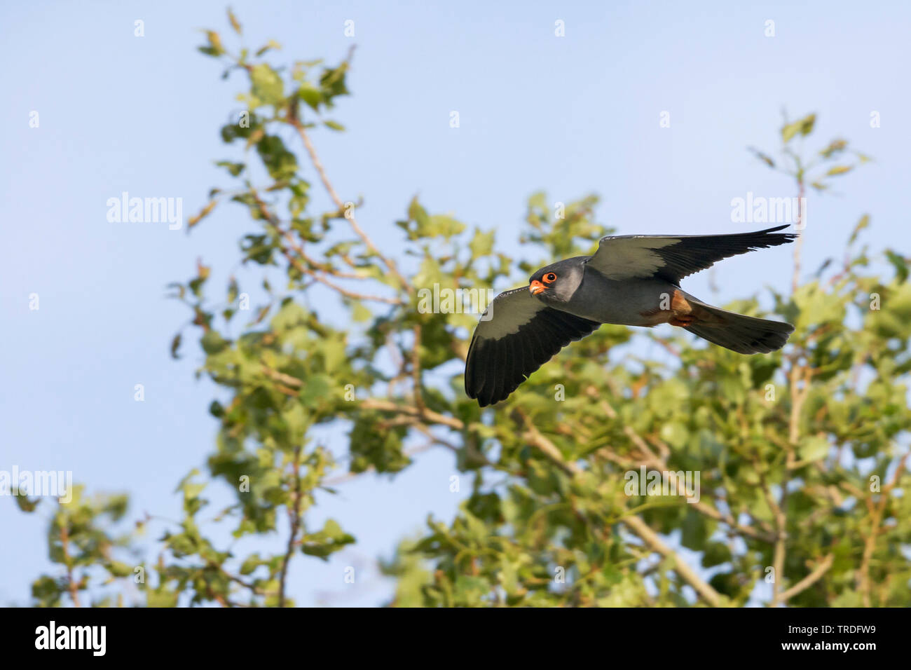 Falco amurensis hi-res stock photography and images - Alamy