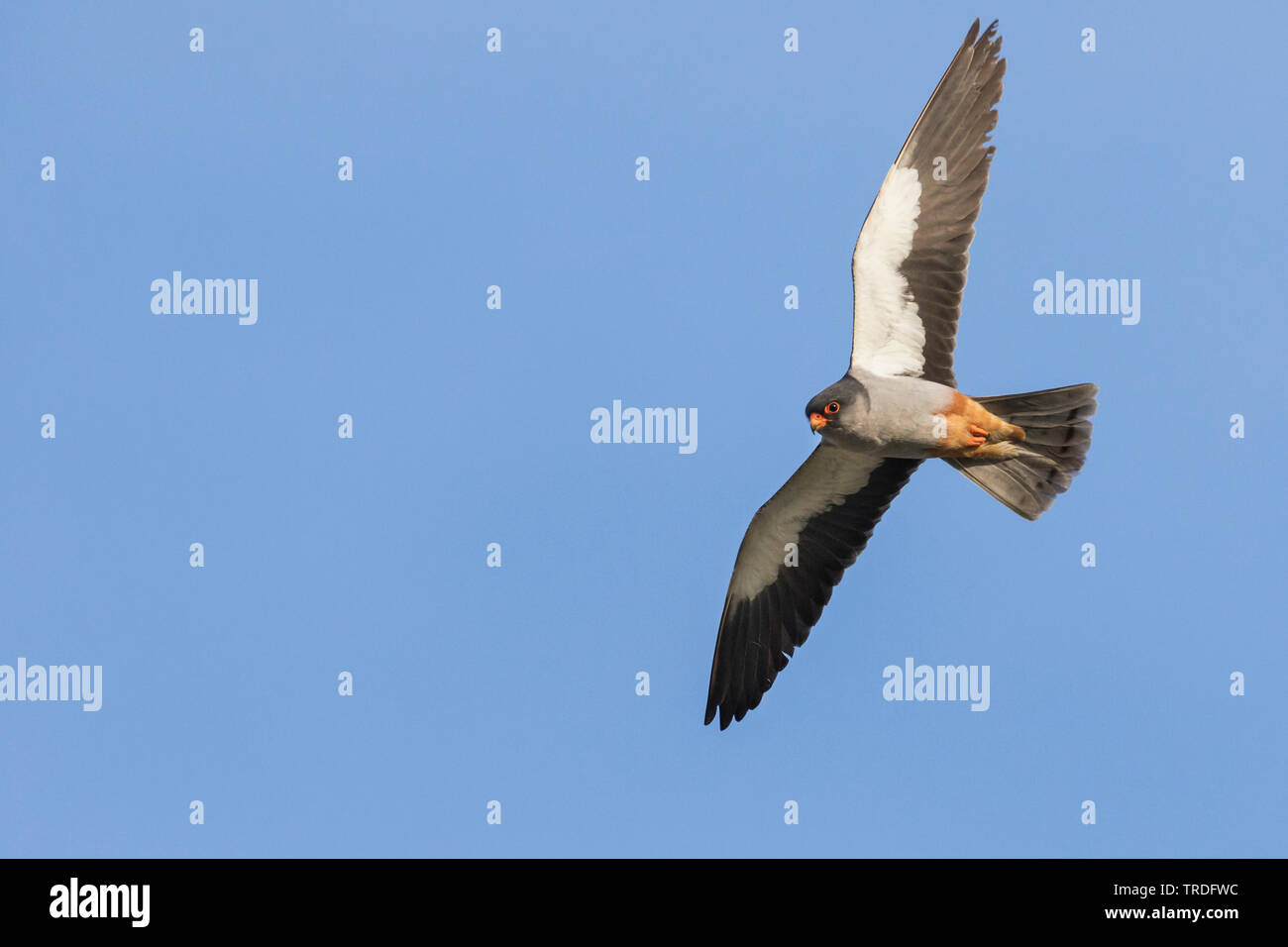 eastern red-footed krestel (Falco amurensis), male flying, Russia Stock ...