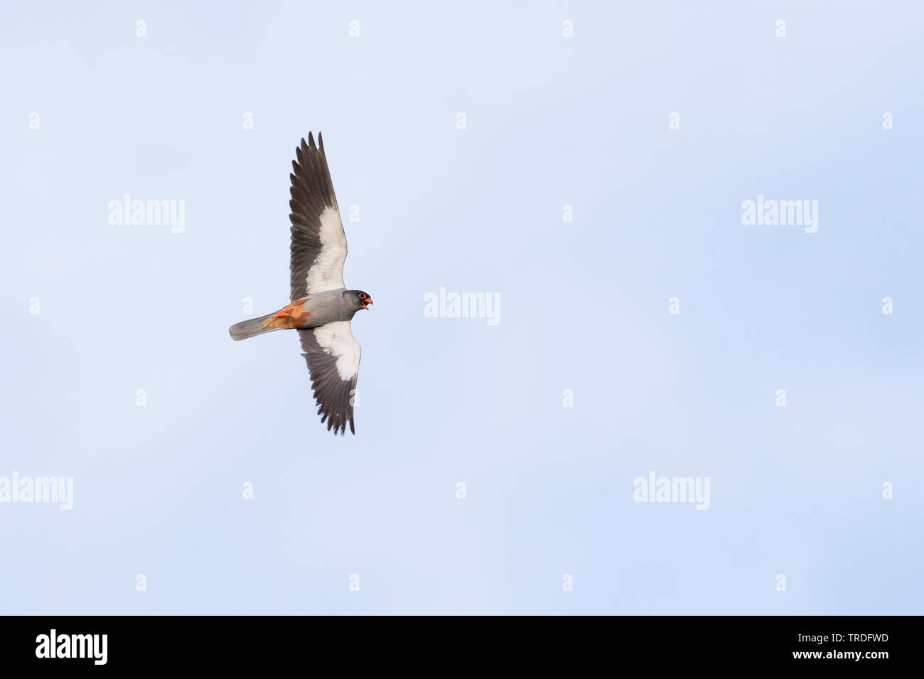 eastern red-footed krestel (Falco amurensis), male flying, Russia Stock ...