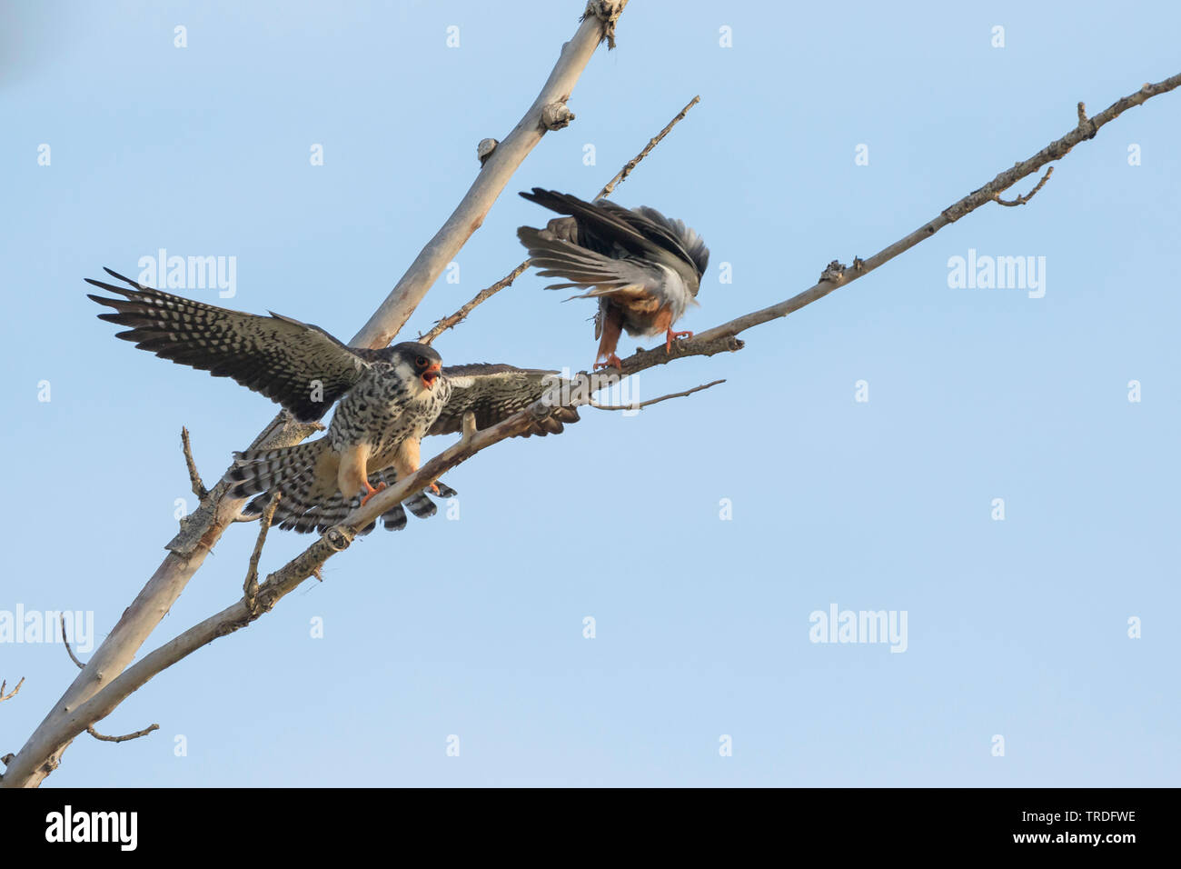 eastern red-footed krestel (Falco amurensis), male disputing on a ...