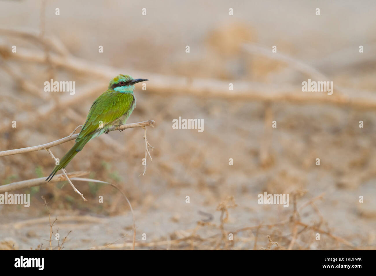 Arabian Green Bee-eater, Little Green Bee-eater (Merops muscatensis ...