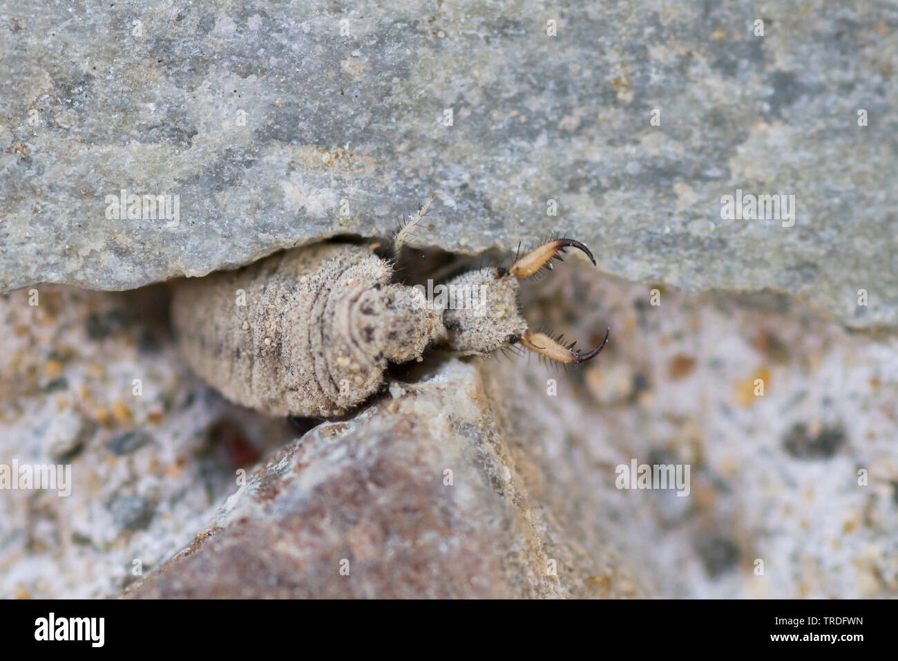 Insects of cyprus hi-res stock photography and images - Alamy