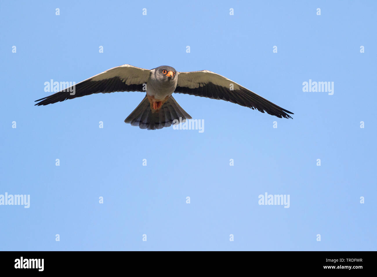 eastern red-footed krestel (Falco amurensis), male flying, Russia Stock ...