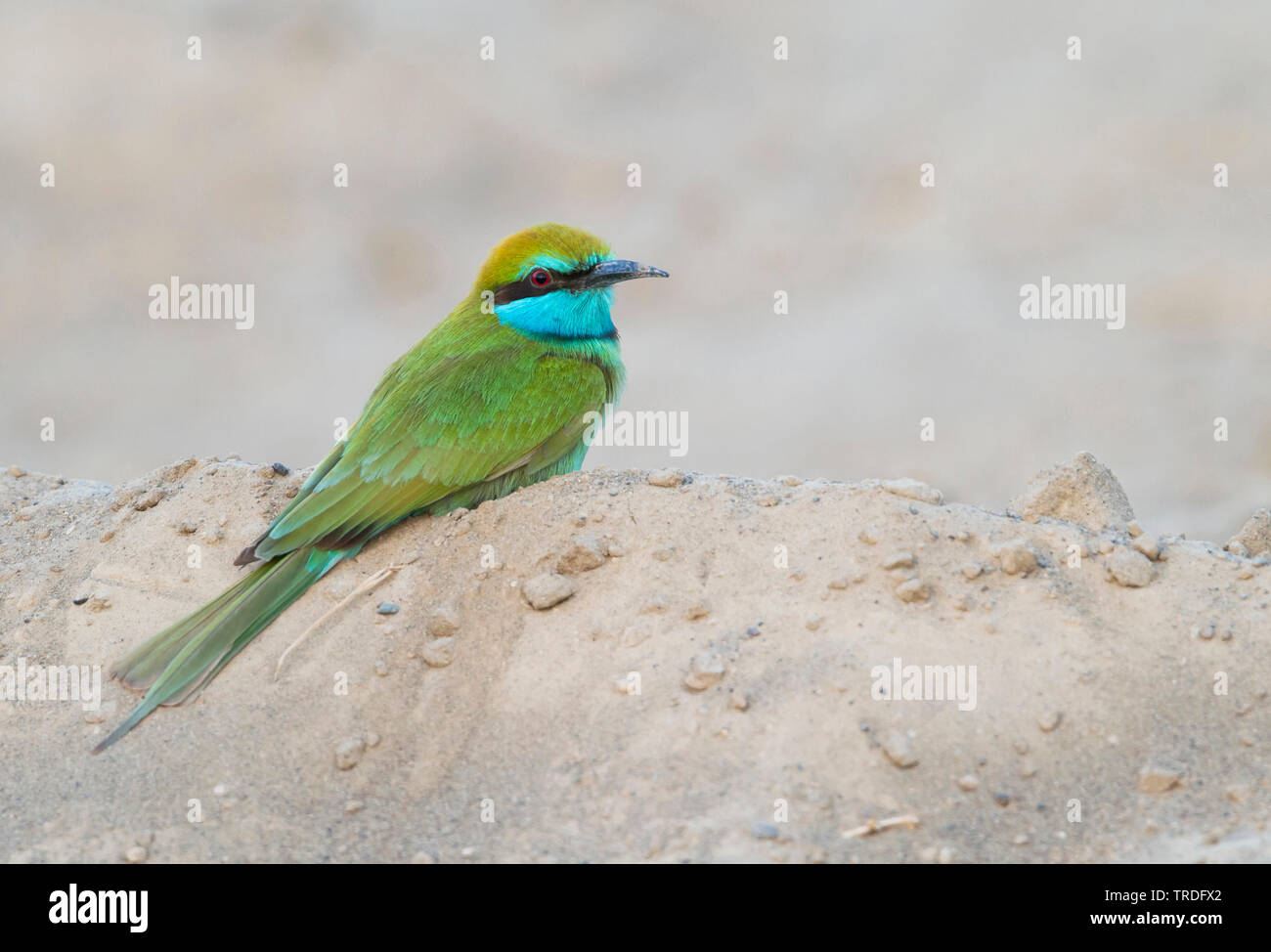 Arabian Green Bee-eater, Little Green Bee-eater (Merops muscatensis ...