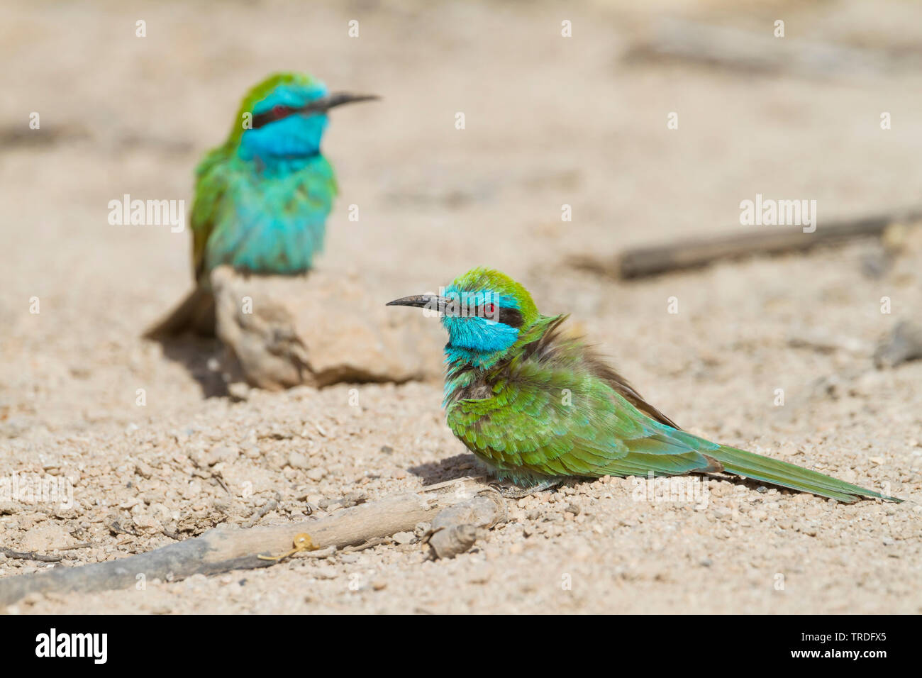 Merops cyanophrys muscatensis hi-res stock photography and images - Alamy