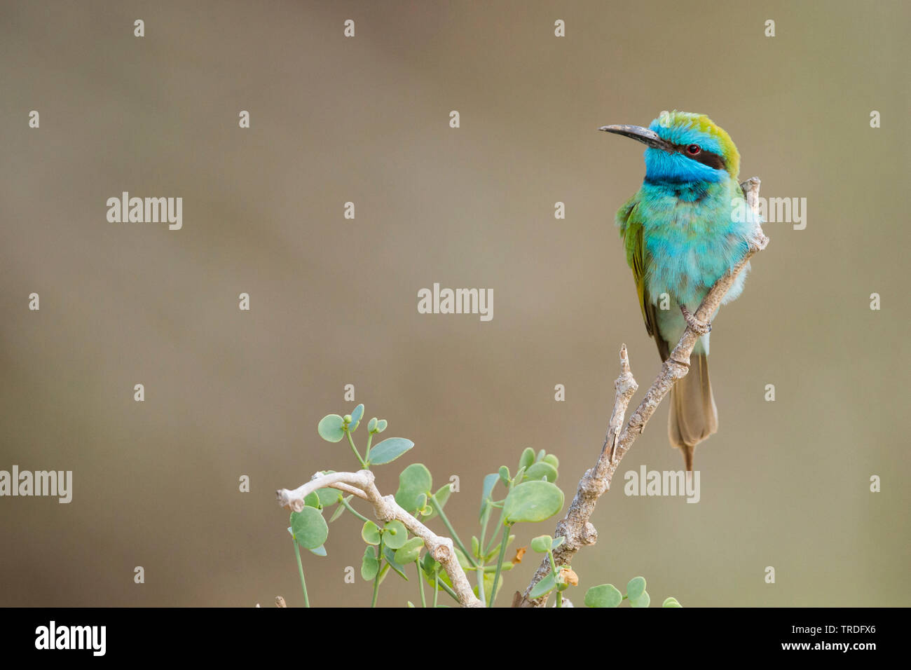 Arabian Green Bee-eater, Little Green Bee-eater (Merops muscatensis ...