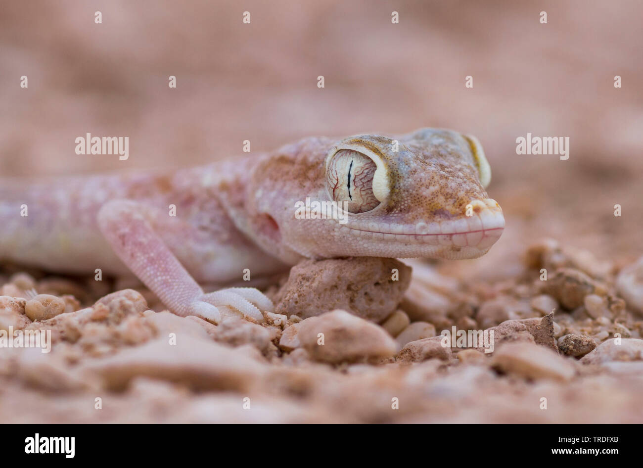 Arabian Short-fingered Gecko, Arabian sand gecko (Stenodactylus ...