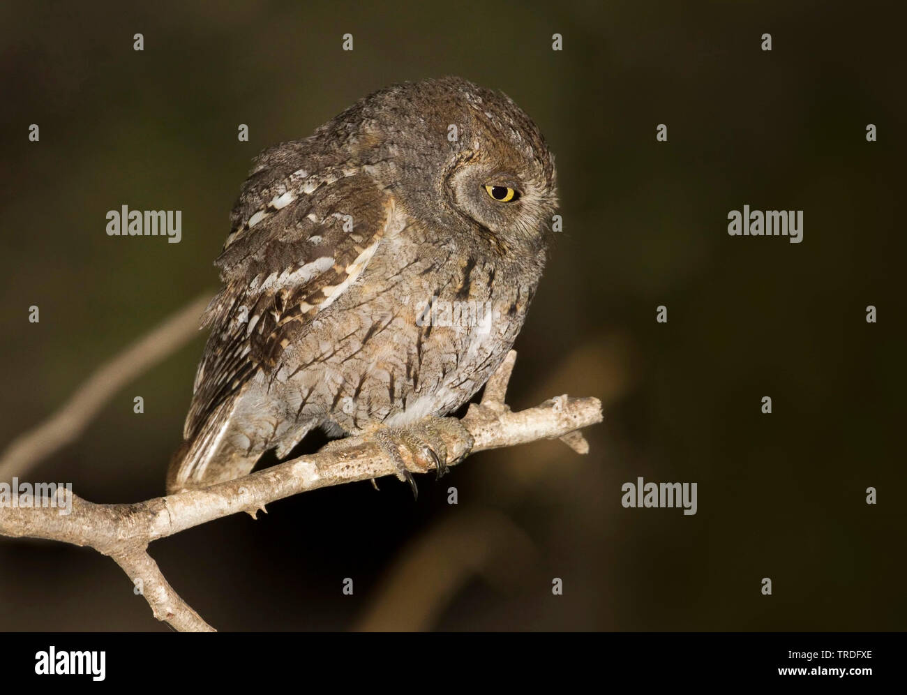 Arabian Scops-Owl, Otus pamelae (Otus pamelae), sitting on an owl, Oman ...