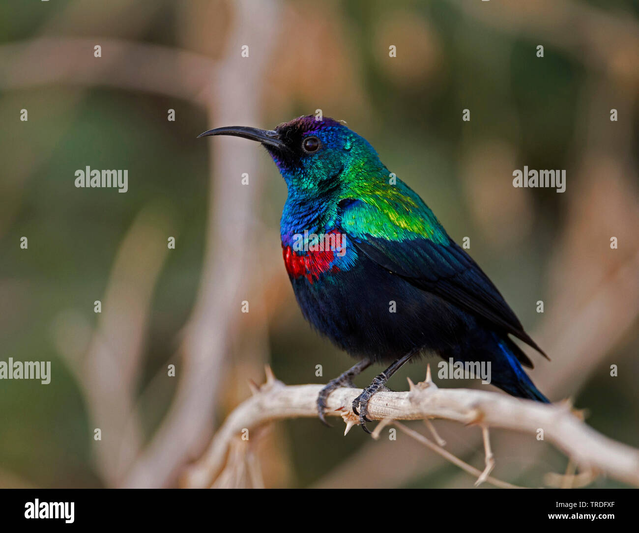 Shining Sunbird, Arabian Sunbird (Cinnyris habessinicus hellmayri ...