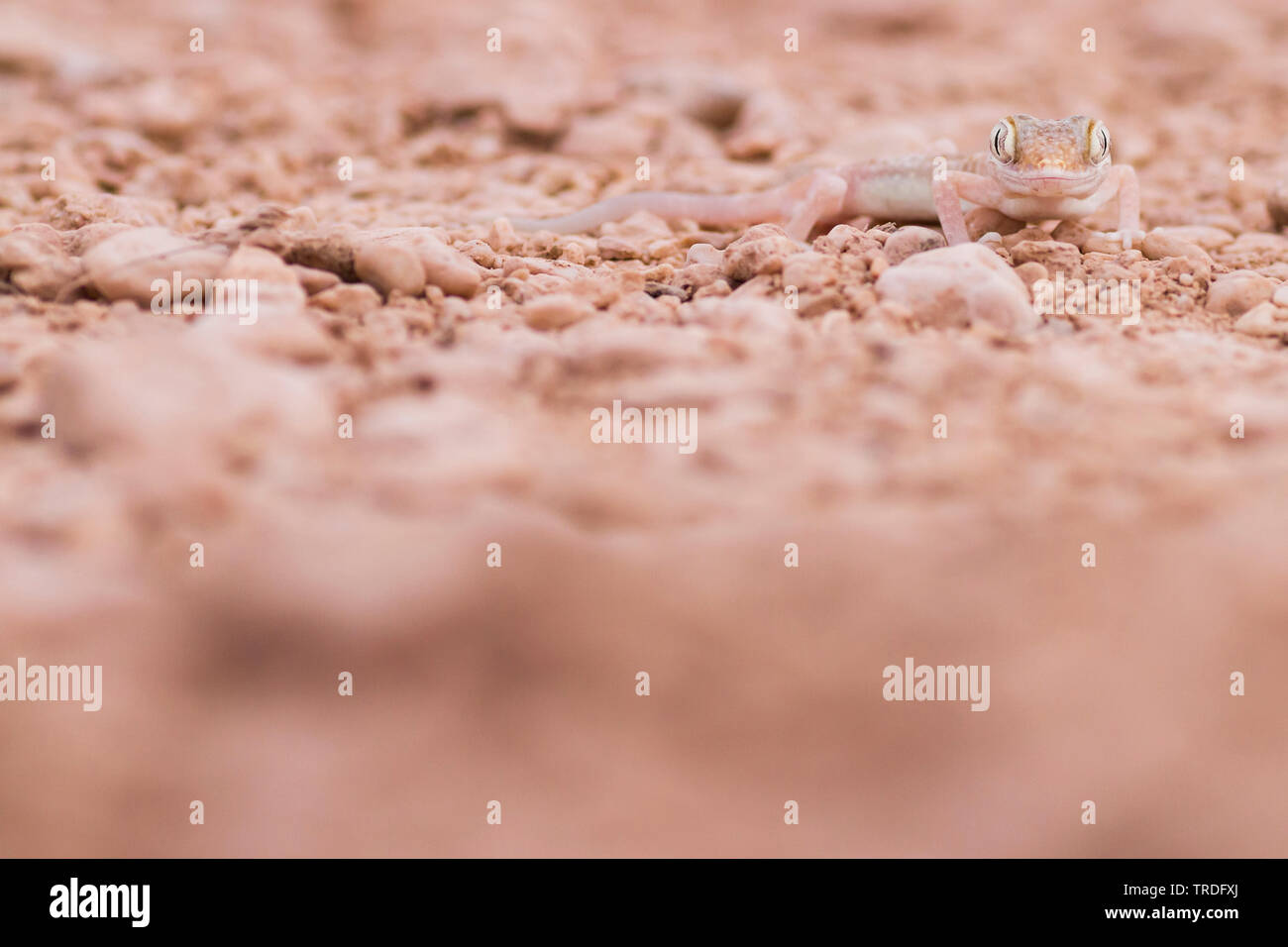 Arabian Short-fingered Gecko, Arabian sand gecko (Stenodactylus ...