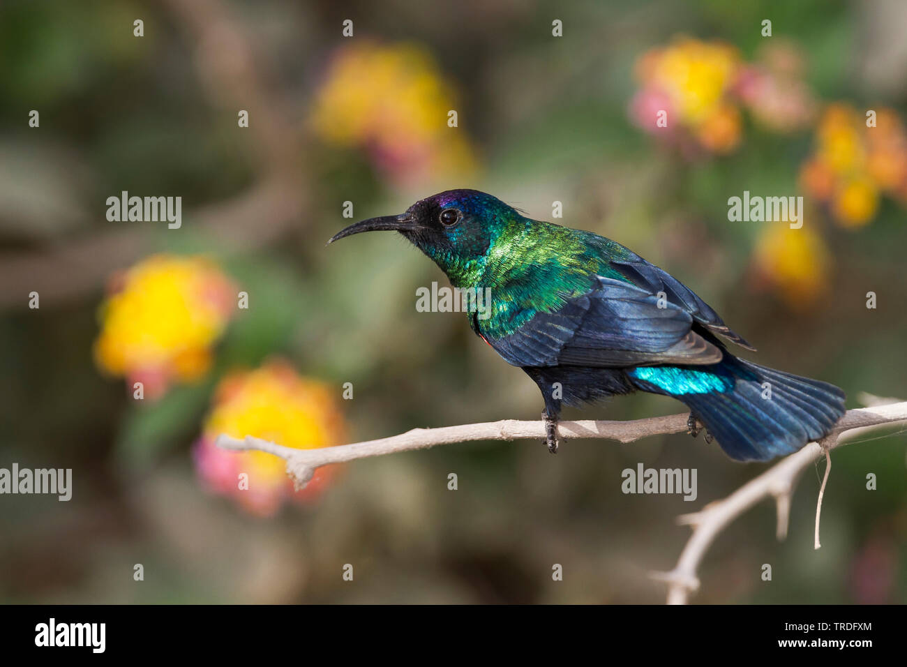 Shining Sunbird, Arabian Sunbird (Cinnyris habessinicus hellmayri ...