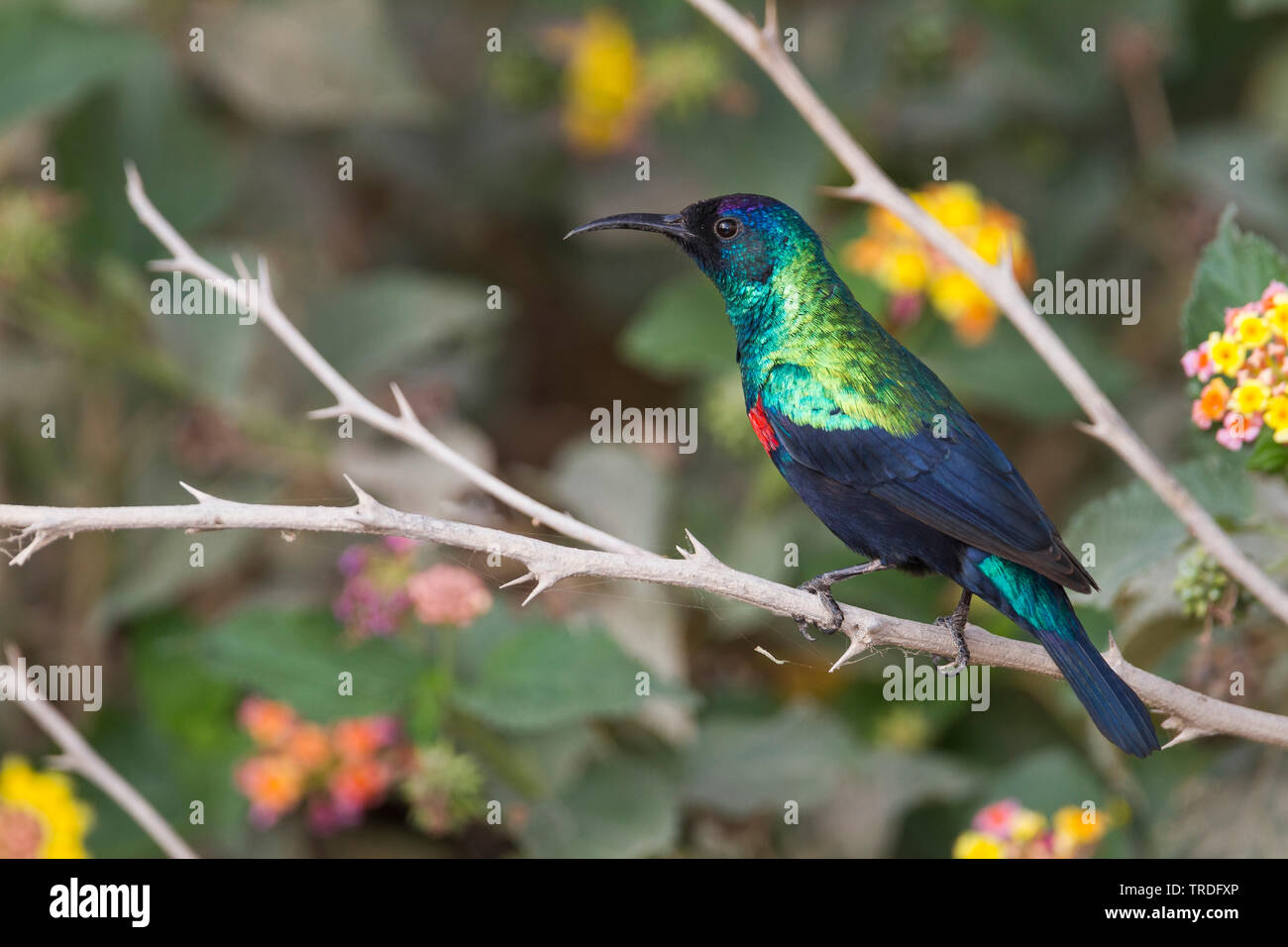 Shining Sunbird, Arabian Sunbird (Cinnyris habessinicus hellmayri ...