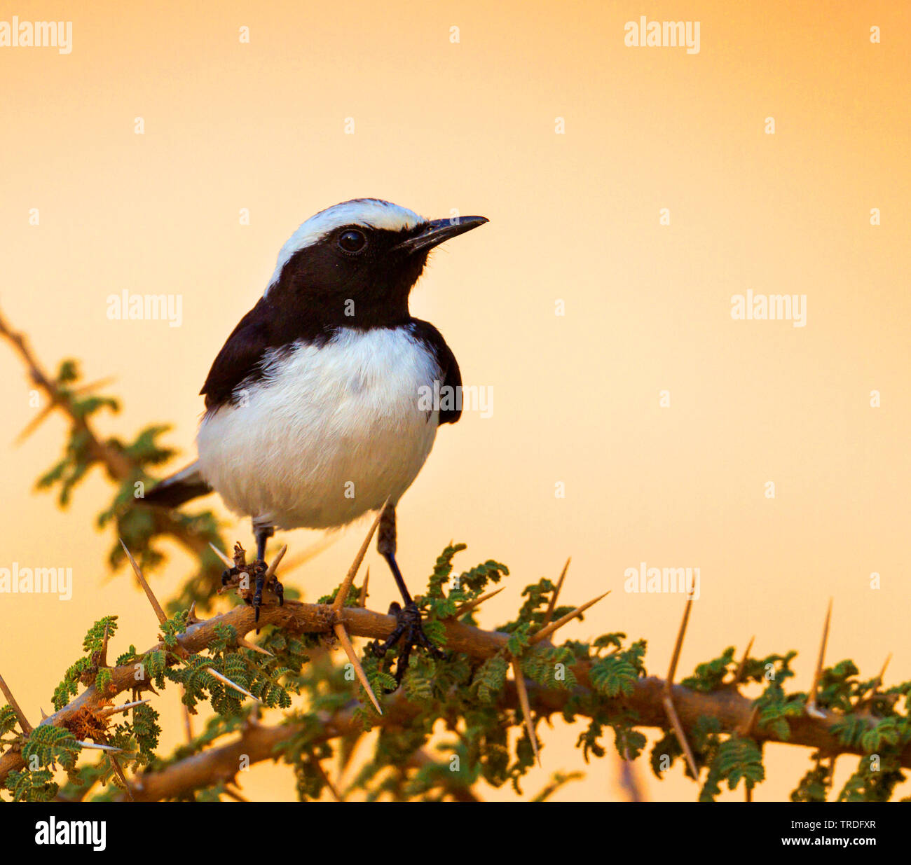 mourning wheatear (Oenanthe lugens lugentoides, Oenanthe lugentoides ...