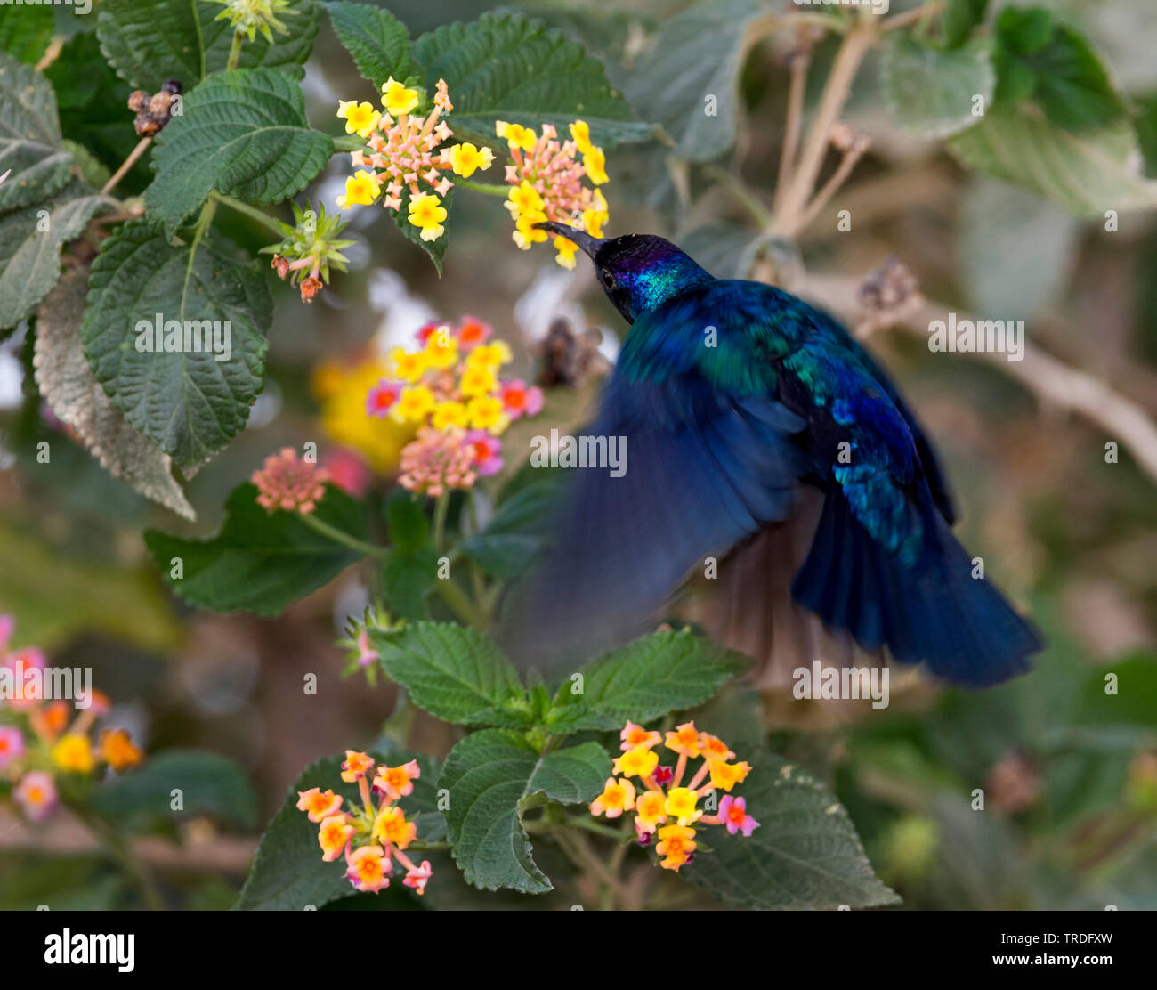 Shining Sunbird, Arabian Sunbird (Cinnyris habessinicus hellmayri ...