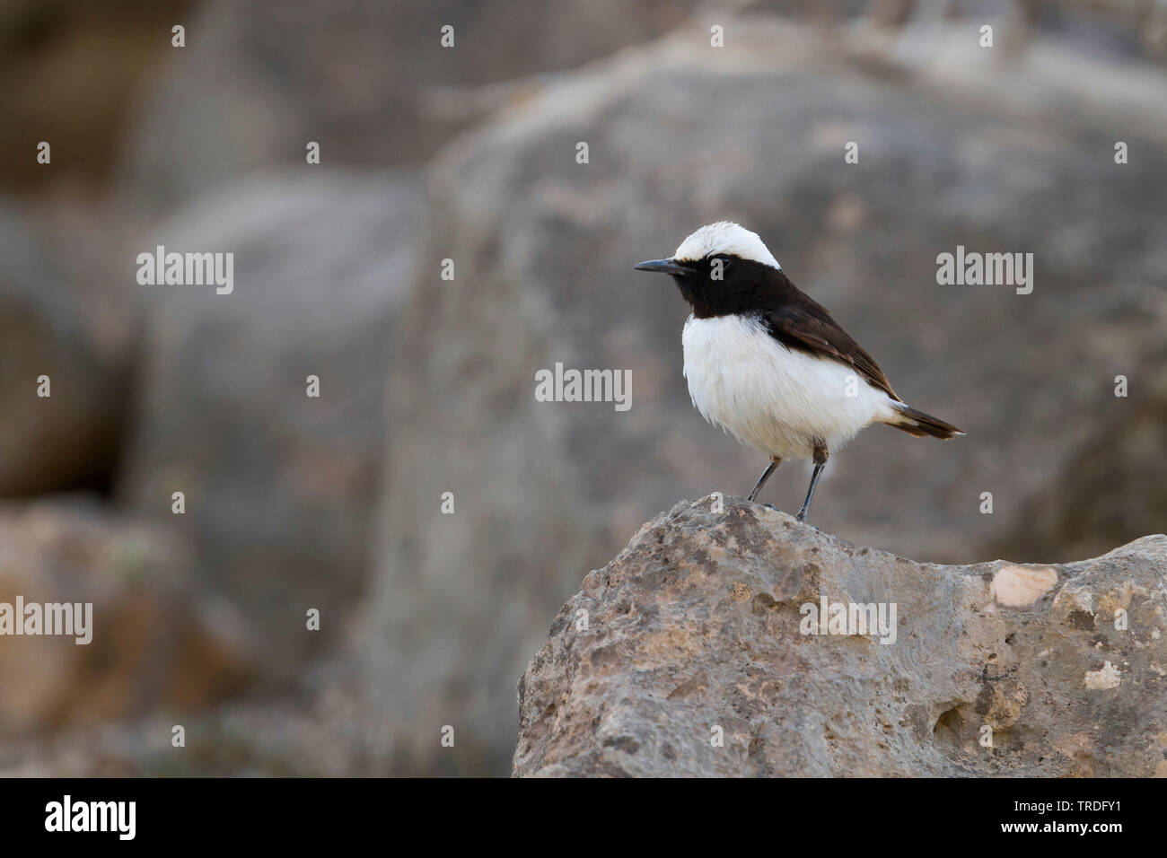 mourning wheatear (Oenanthe lugens lugentoides, Oenanthe lugentoides ...