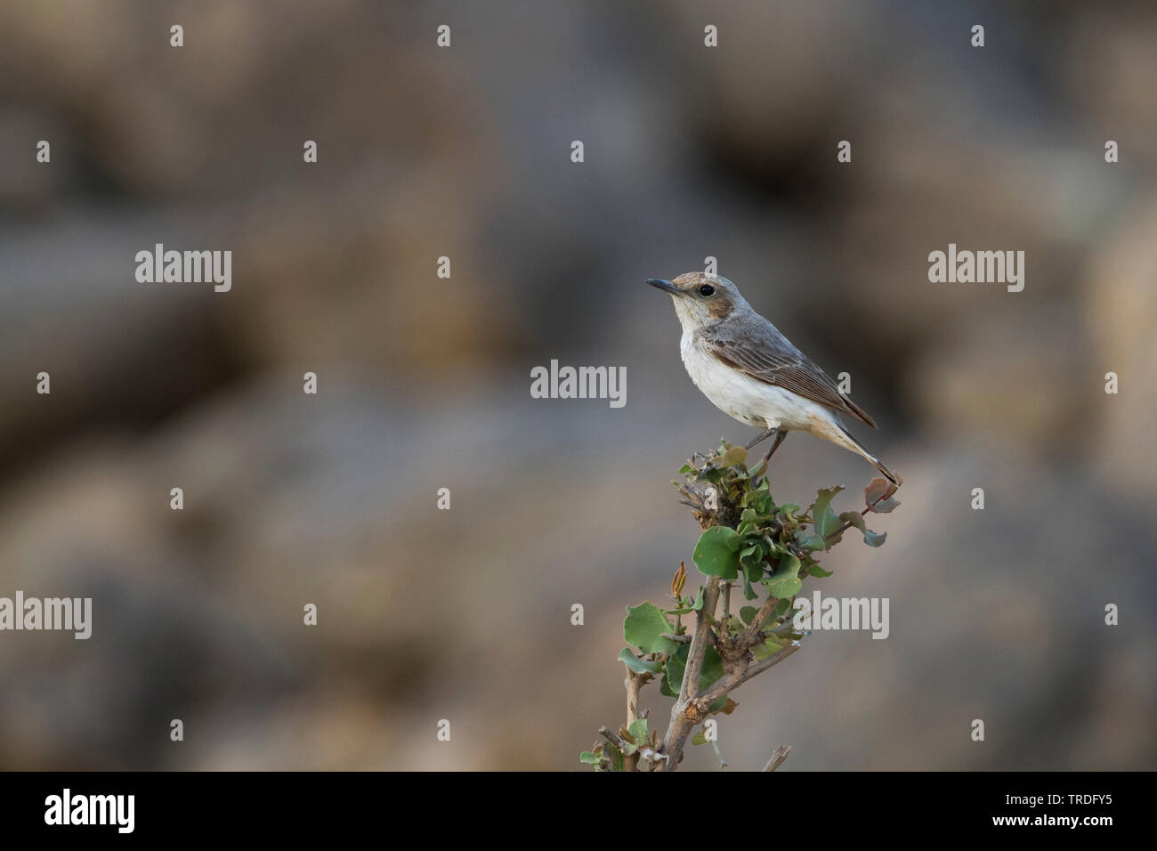mourning wheatear (Oenanthe lugens lugentoides, Oenanthe lugentoides ...