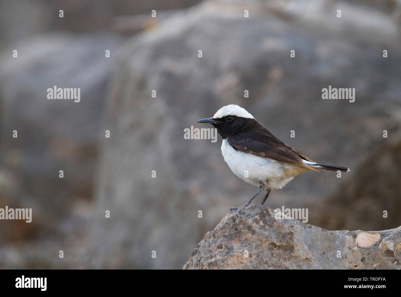 mourning wheatear (Oenanthe lugens lugentoides, Oenanthe lugentoides ...
