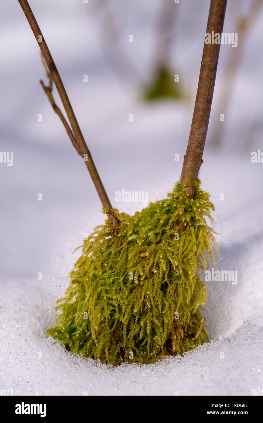 Bryophyta moos hi-res stock photography and images - Alamy