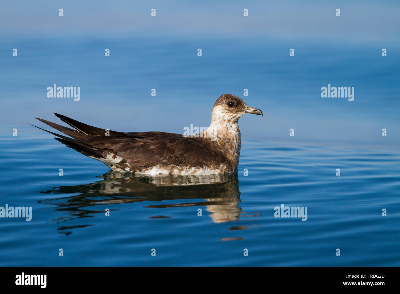 Parasitic Jaeger, Arctic Skua, Parasitic Skua (Stercorarius parasiticus ...