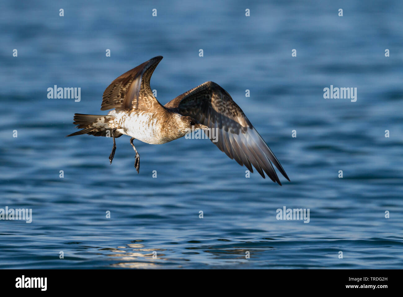 Parasitic Jaeger, Arctic Skua, Parasitic Skua (Stercorarius parasiticus ...