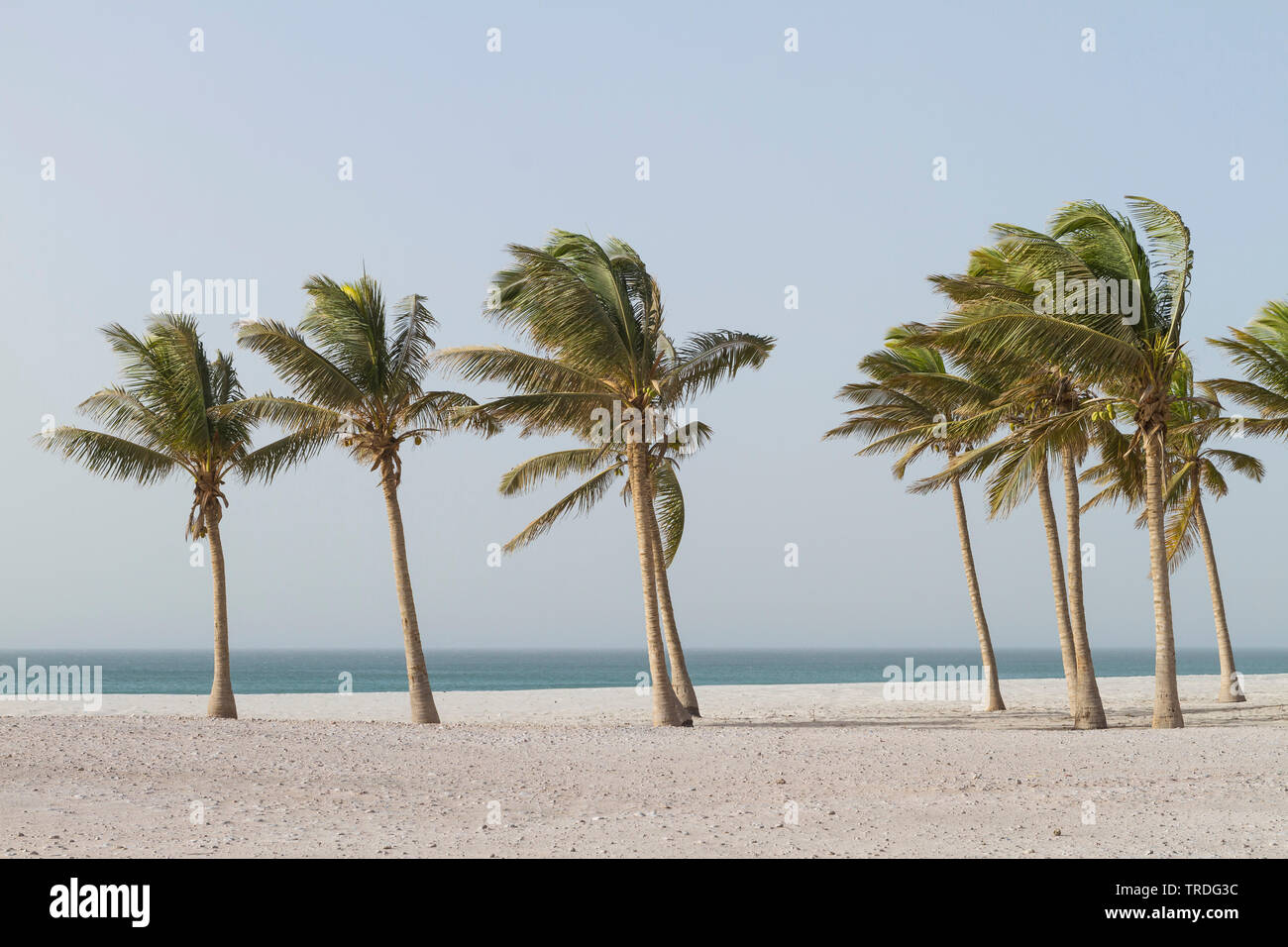 Middle eastern palm trees hi-res stock photography and images - Alamy