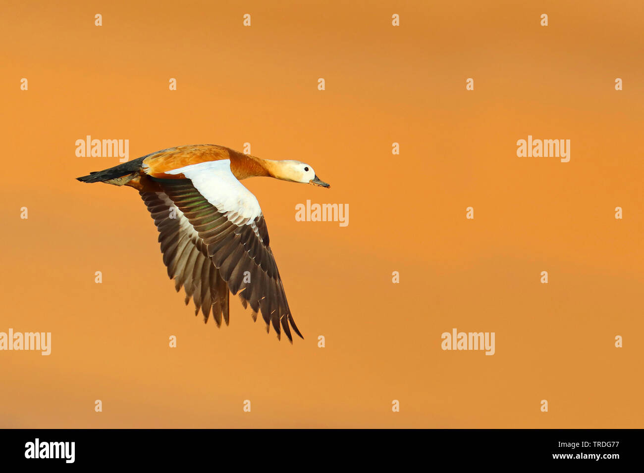 ruddy shelduck (Tadorna ferruginea, Casarca ferruginea), flying male ...