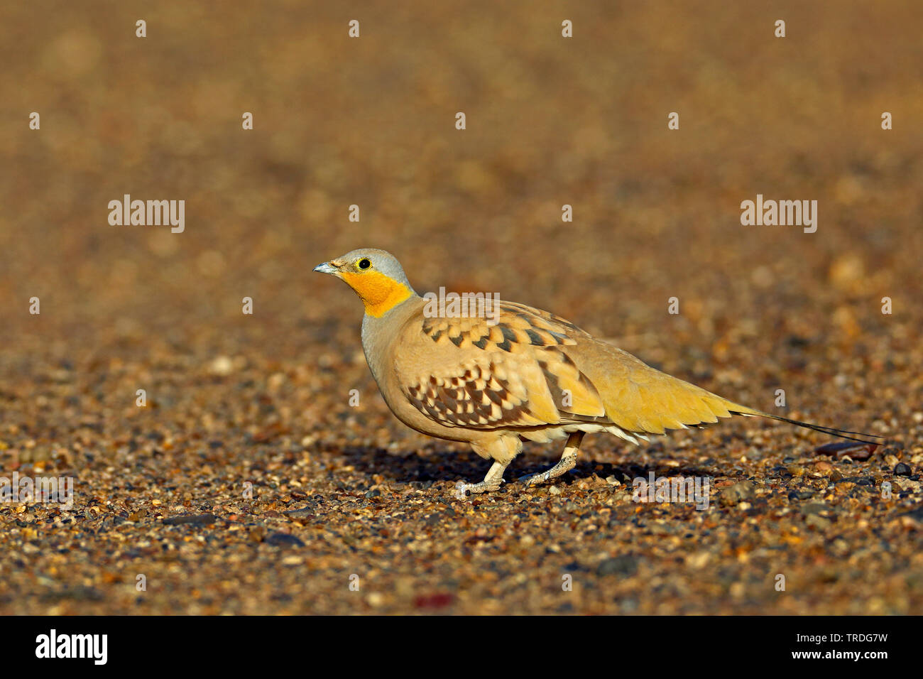 spotted sandgrouse (Pterocles senegallus), male perching on the ground ...