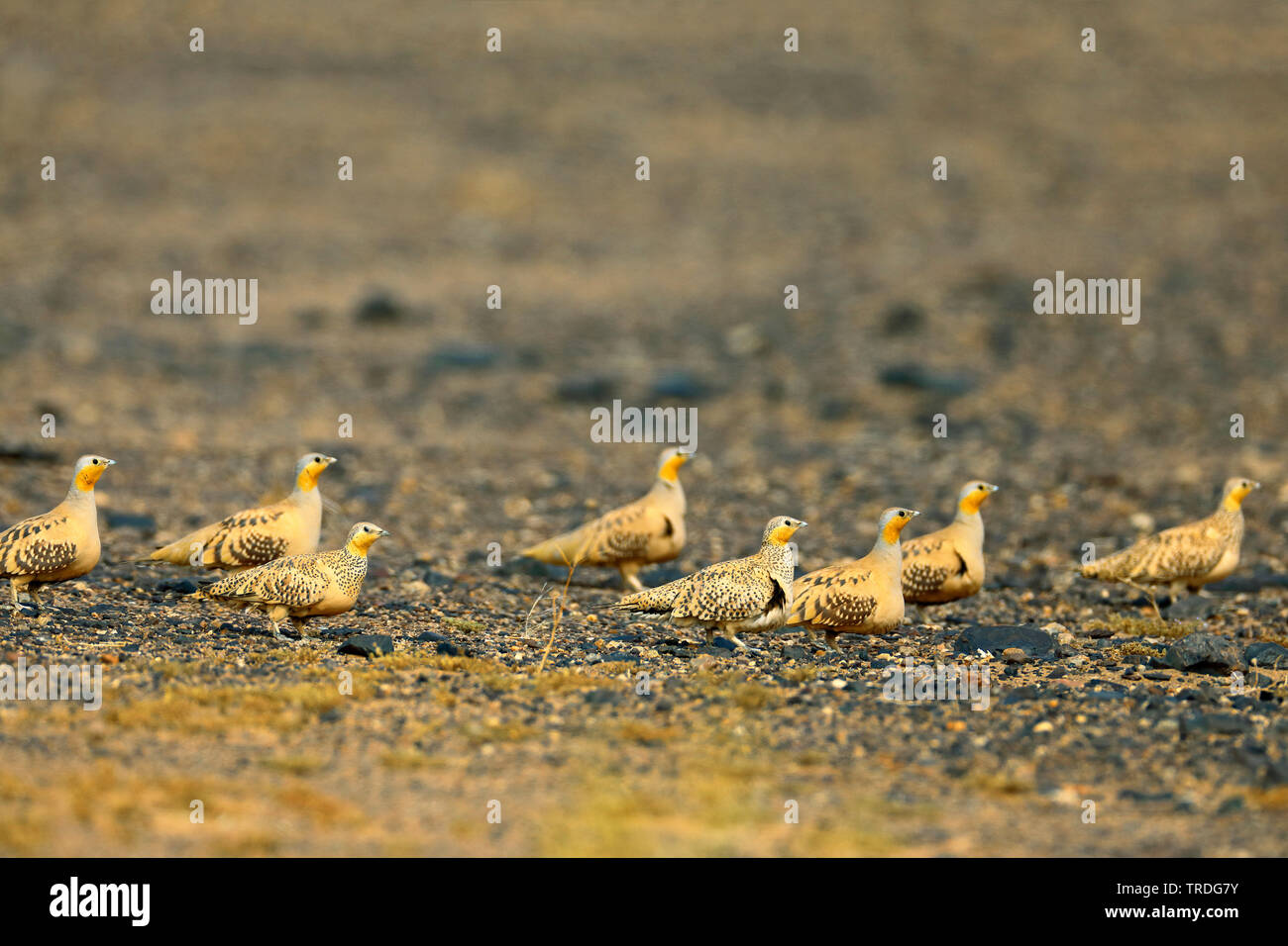 spotted sandgrouse (Pterocles senegallus), walking troop in the desert ...