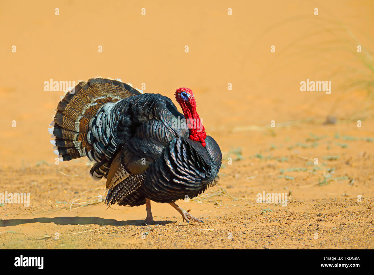 common turkey (Meleagris gallopavo), walking cock with fluffed feathers ...