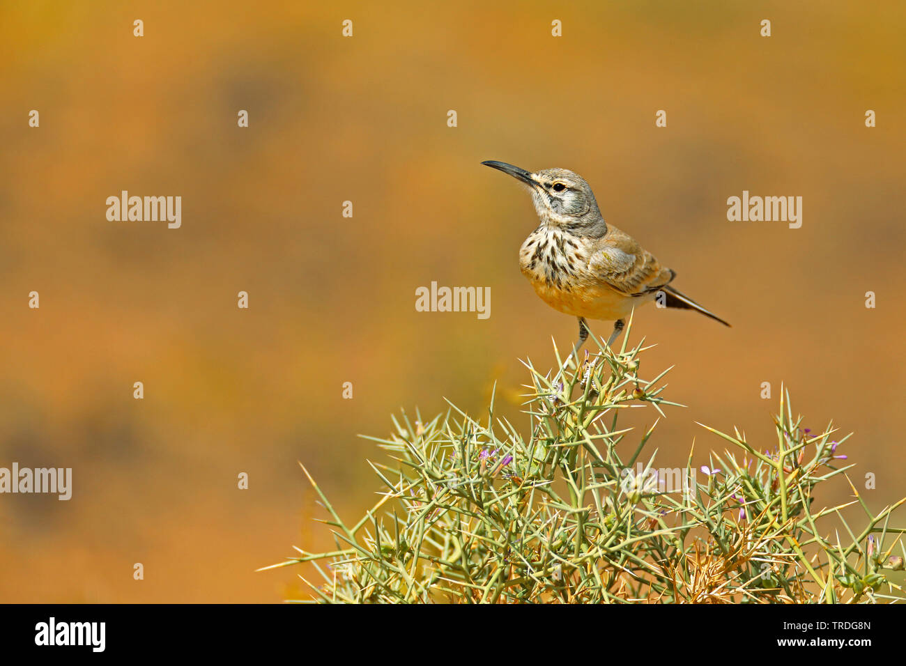hoopoe lark, bifasciated lark (Alaemon alaudipes), perching on a thorny ...