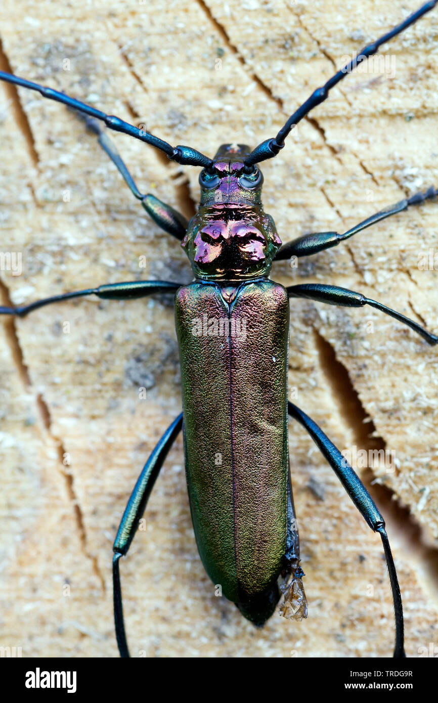 musk beetle (Aromia moschata), male, Germany Stock Photo - Alamy