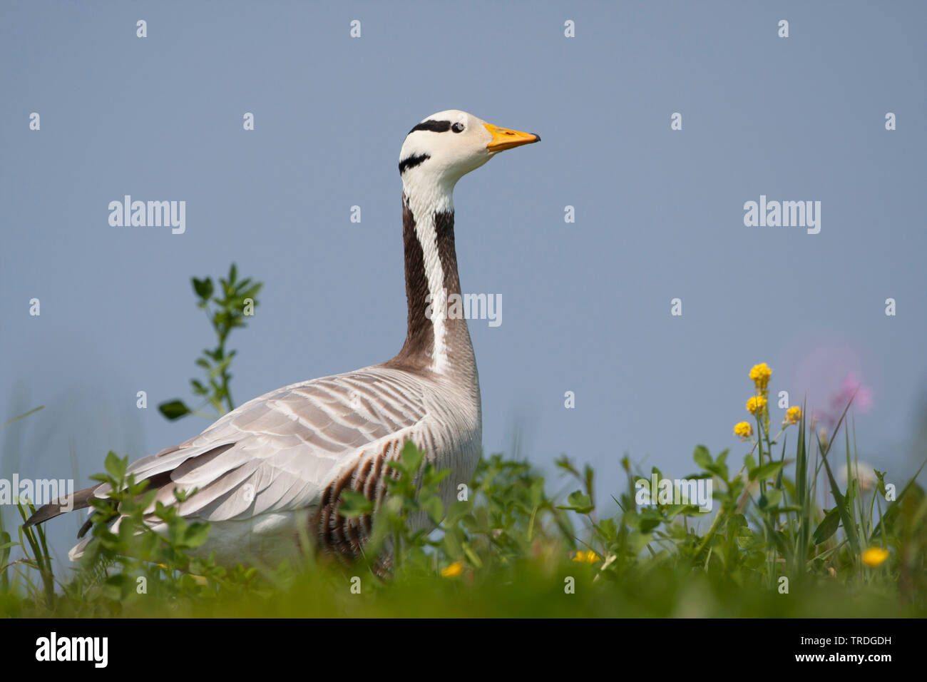 Aquatic bar hi-res stock photography and images - Alamy