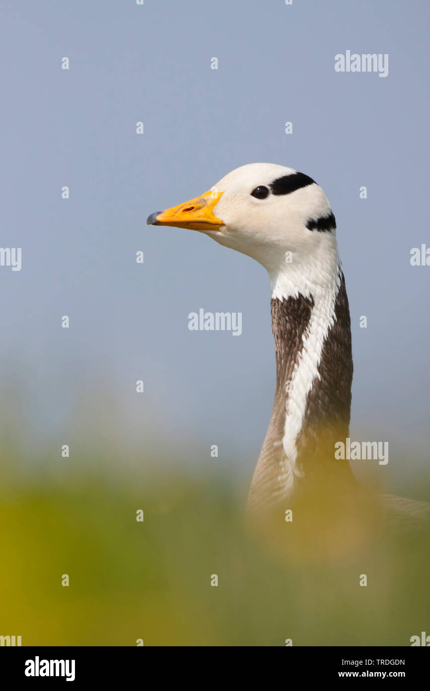 bar-headed goose (Anser indicus, Oca indiana), Austria Stock Photo - Alamy