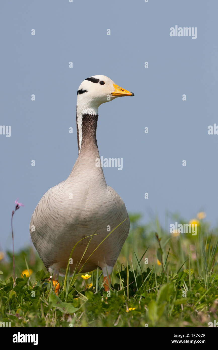 Indiana birds hi-res stock photography and images - Alamy