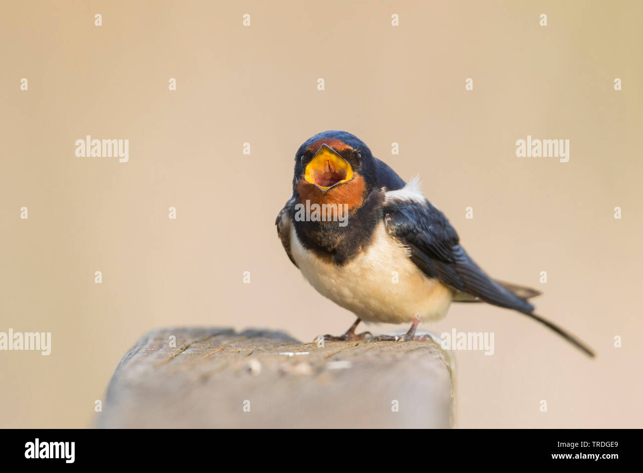 Male barn swallow hi-res stock photography and images - Alamy