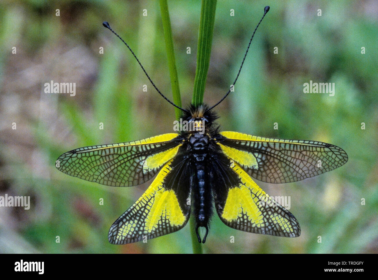 Owlfly (Libelloides longicornis, Ascalaphus longicornis), sitting with ...