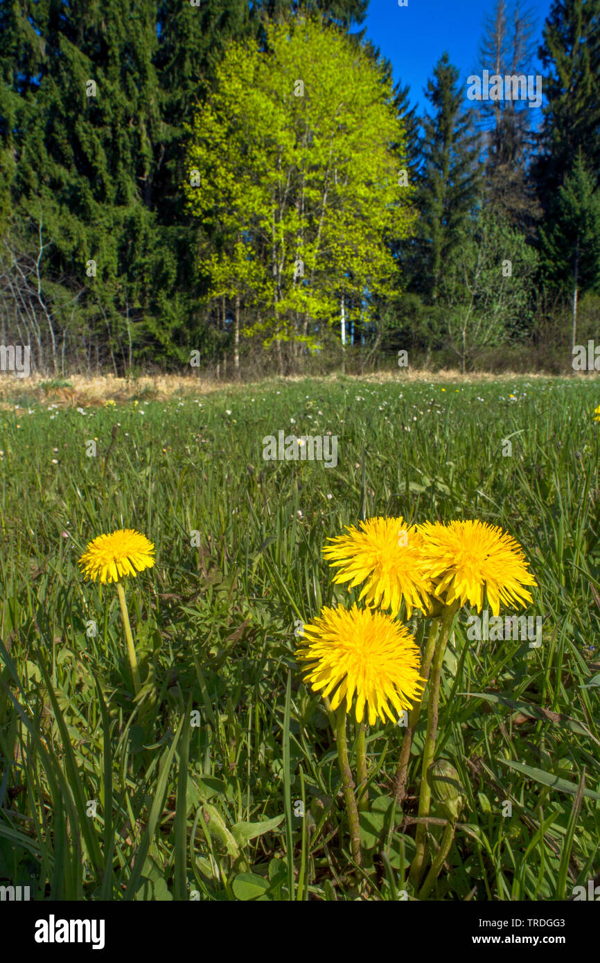 Blume Bluete Loewenzahn Stock Photos & Blume Bluete Loewenzahn Stock ...