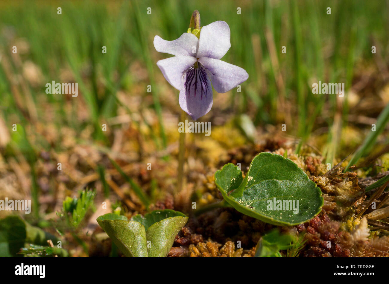 Marsh violets hi-res stock photography and images - Alamy