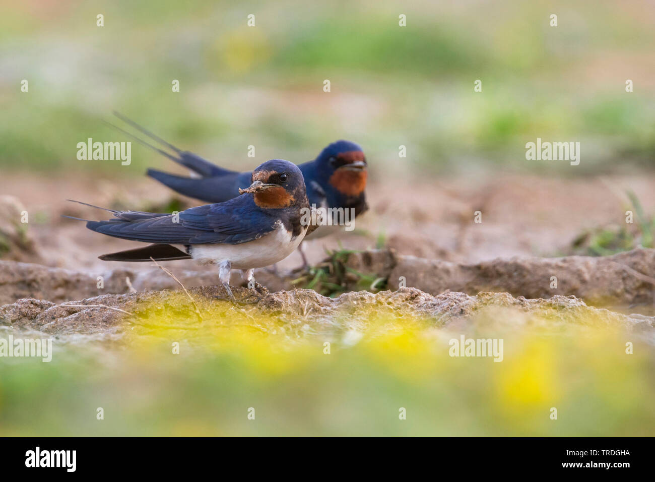 barn swallow (Hirundo rustica), male and female collecting mud, Croatia ...