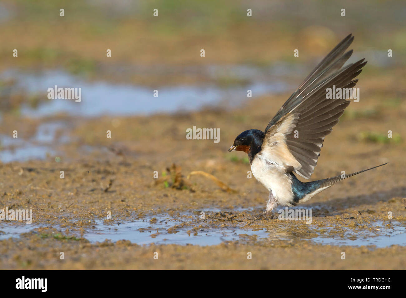 barn swallow (Hirundo rustica), female collecting mud, Croatia Stock ...