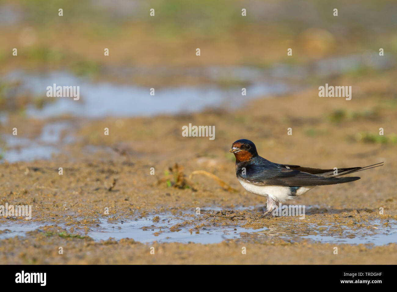 barn swallow (Hirundo rustica), female collecting mud, Croatia Stock ...