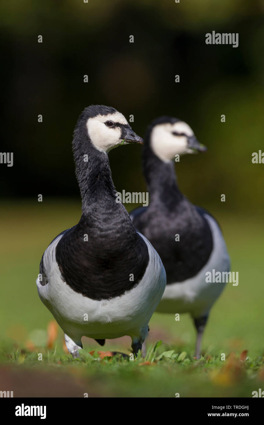 barnacle goose (Branta leucopsis), Germany Stock Photo - Alamy