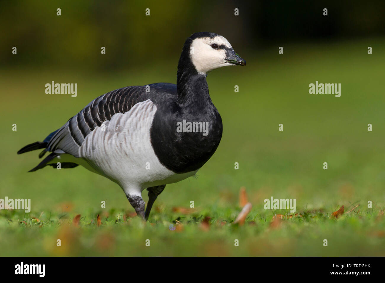 barnacle goose (Branta leucopsis), Germany Stock Photo - Alamy
