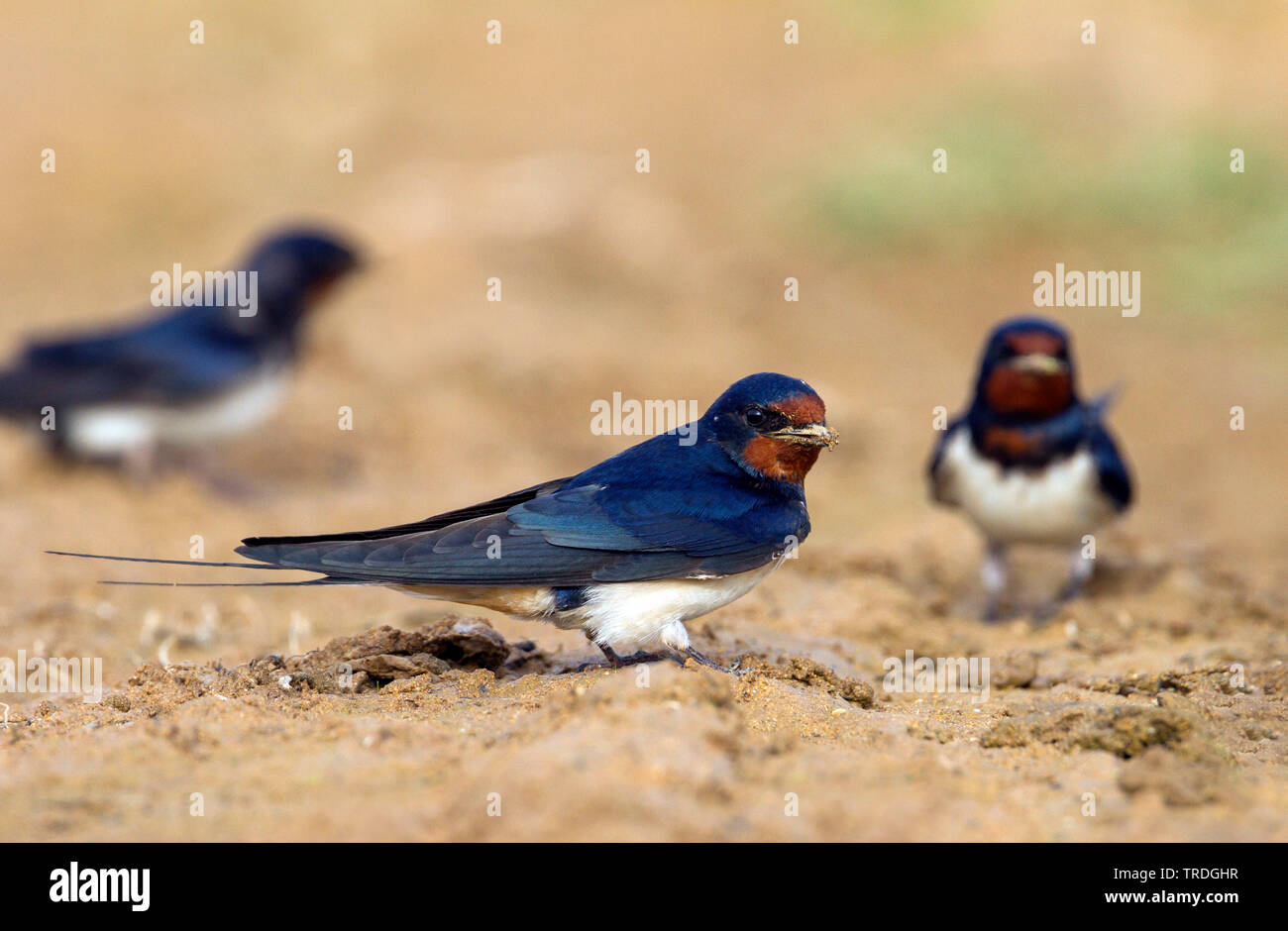 barn swallow (Hirundo rustica), female collecting mud, Croatia Stock ...