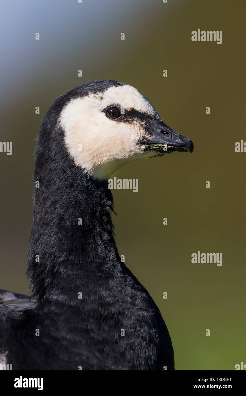 barnacle goose (Branta leucopsis), portrait, Germany Stock Photo - Alamy