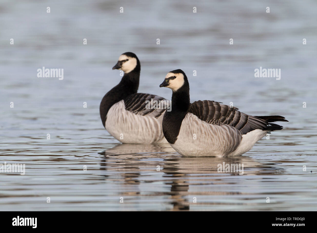 barnacle goose (Branta leucopsis), swimming, Germany Stock Photo - Alamy