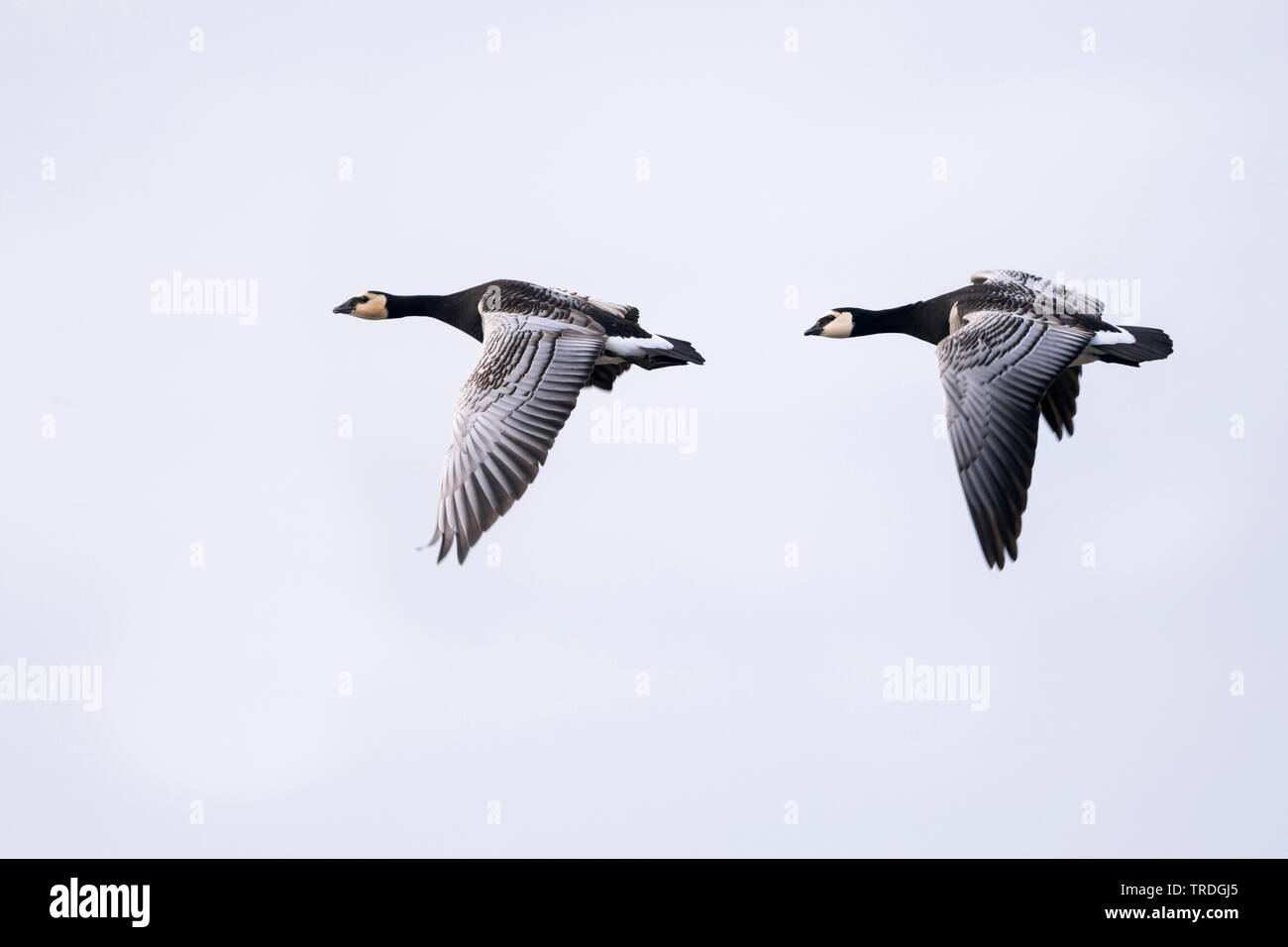 barnacle goose (Branta leucopsis), flying, Germany Stock Photo - Alamy