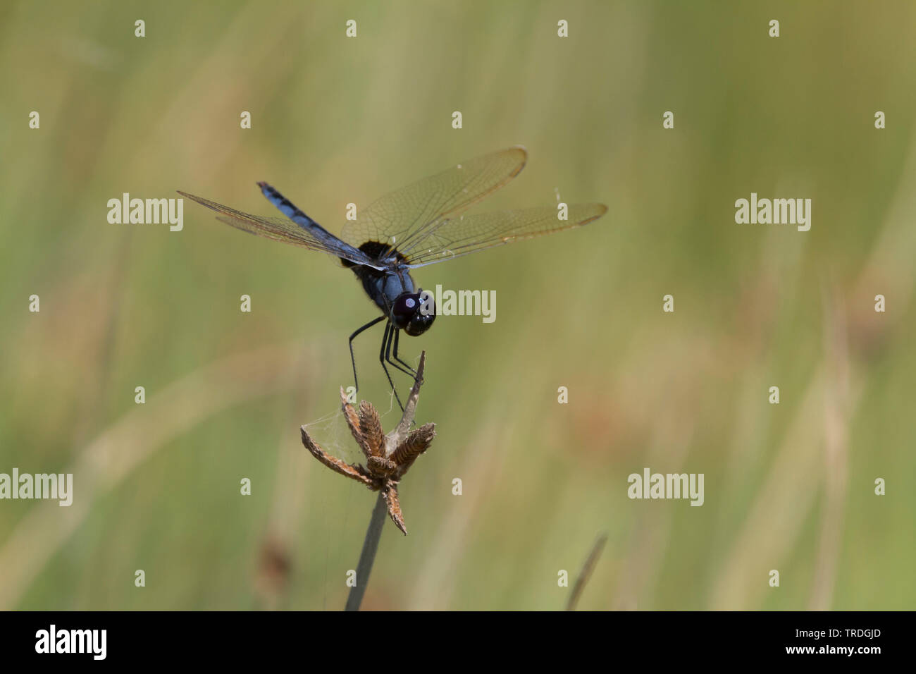 Middle east insects hi-res stock photography and images - Alamy